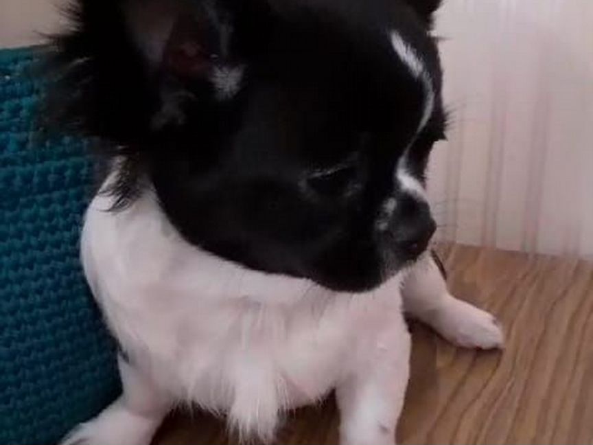 Щенки чихуахуа