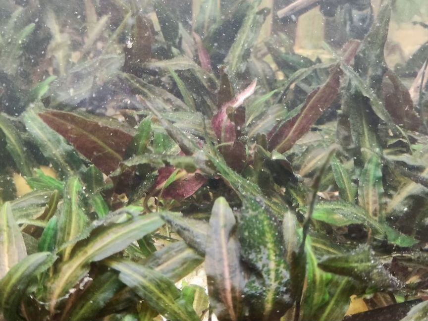 Криптокорина