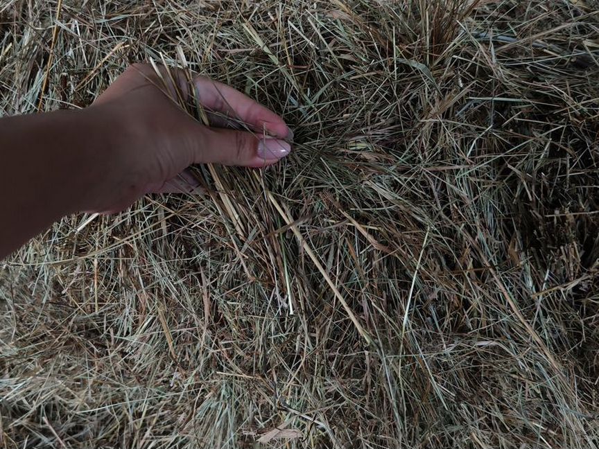 Свежее сено 2024, опт/розница, в рулонах и тюках