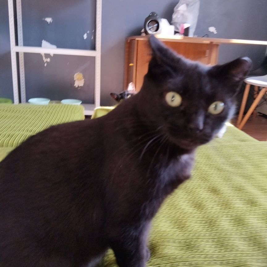 Кошка без ушек