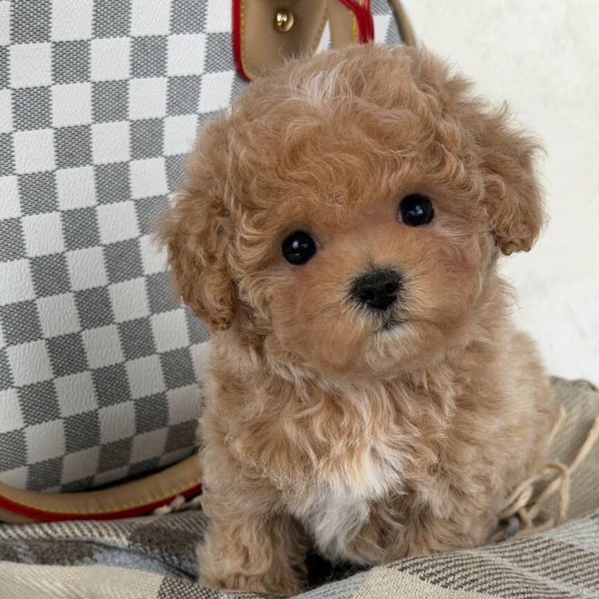 Мальтипу, щенок