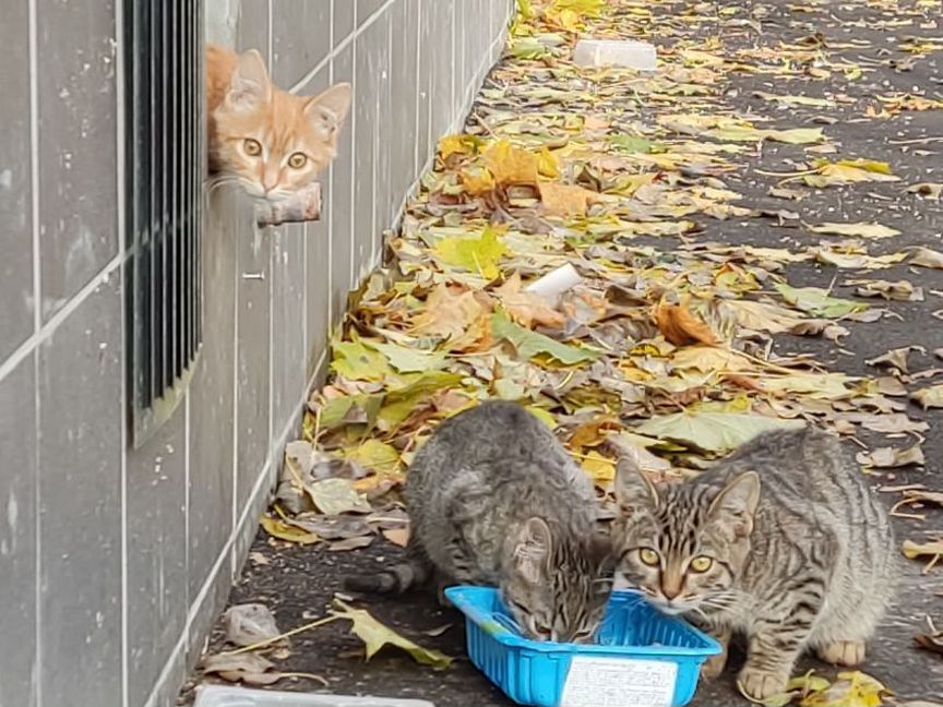 Котенок ищет дом