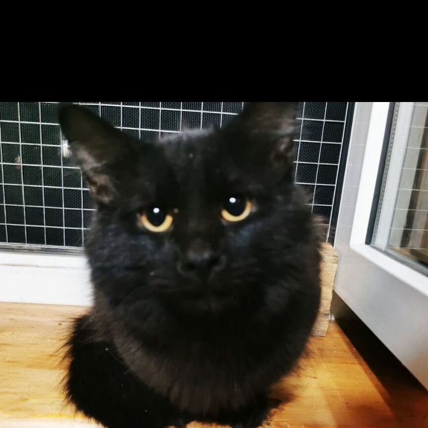 Кот