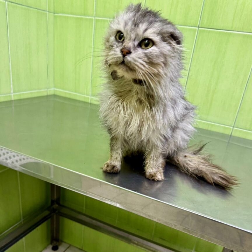 Кошки в добрые руки