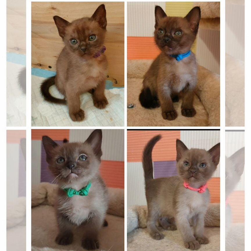 Бурманские котята
