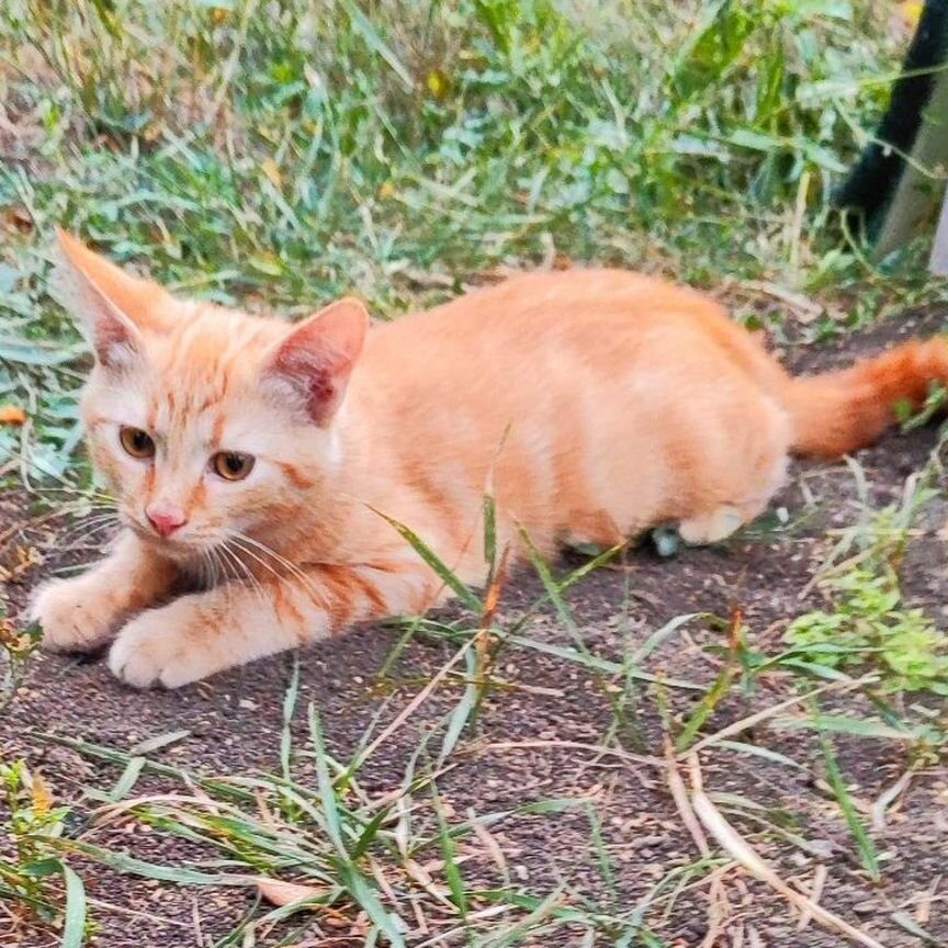 Рыжее счастье