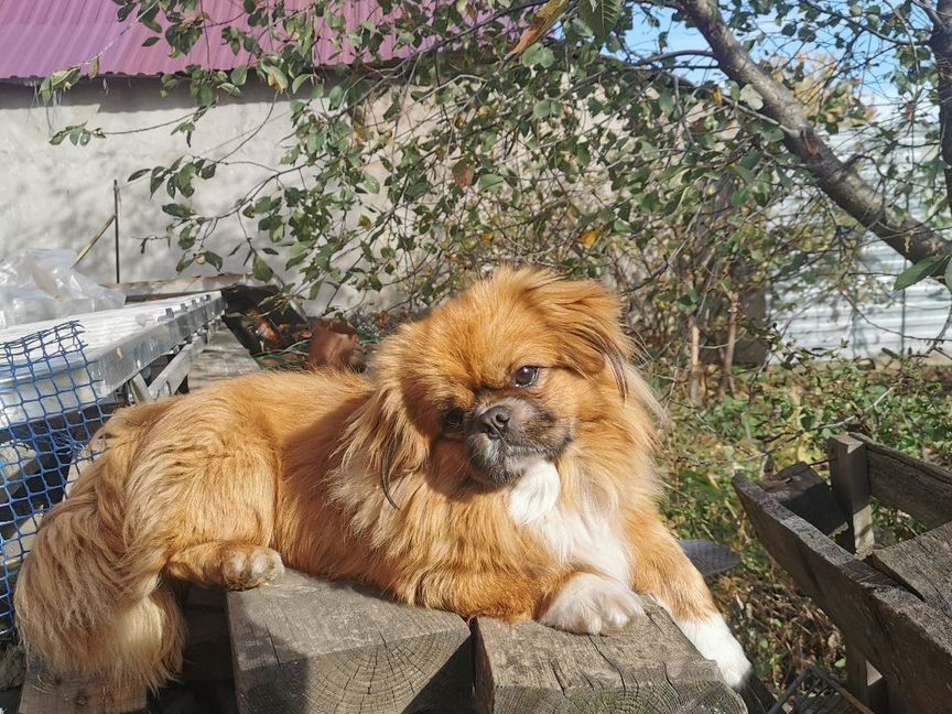 Вязка пекинес