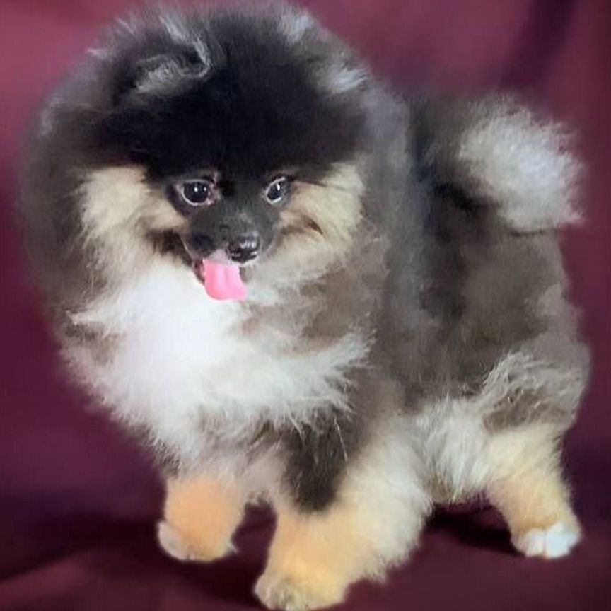 «Жан». Померанский шпиц