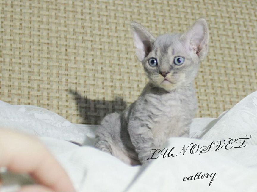 Очаровательные малыши импортные линии