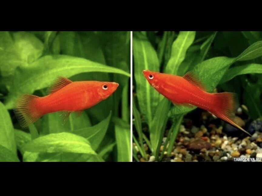 Аквариумные рыбки меченосцы
