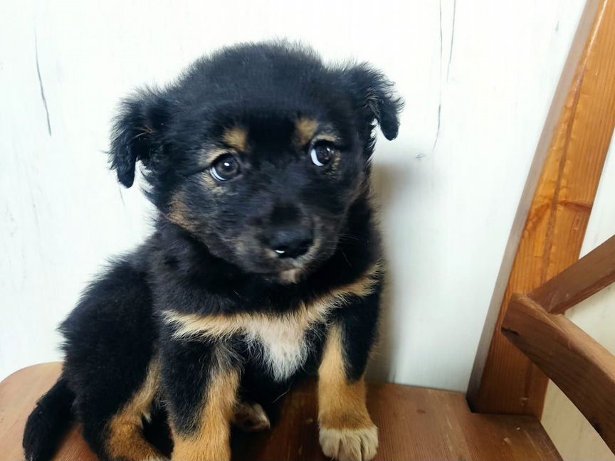 Щенок в добрые руки