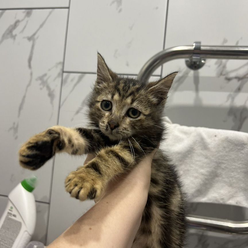 Котенок девочка в добрые руки