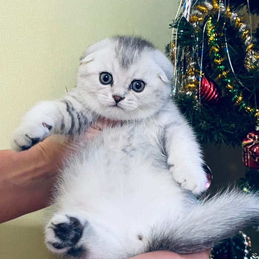 Шотландская серебристая шиншилла