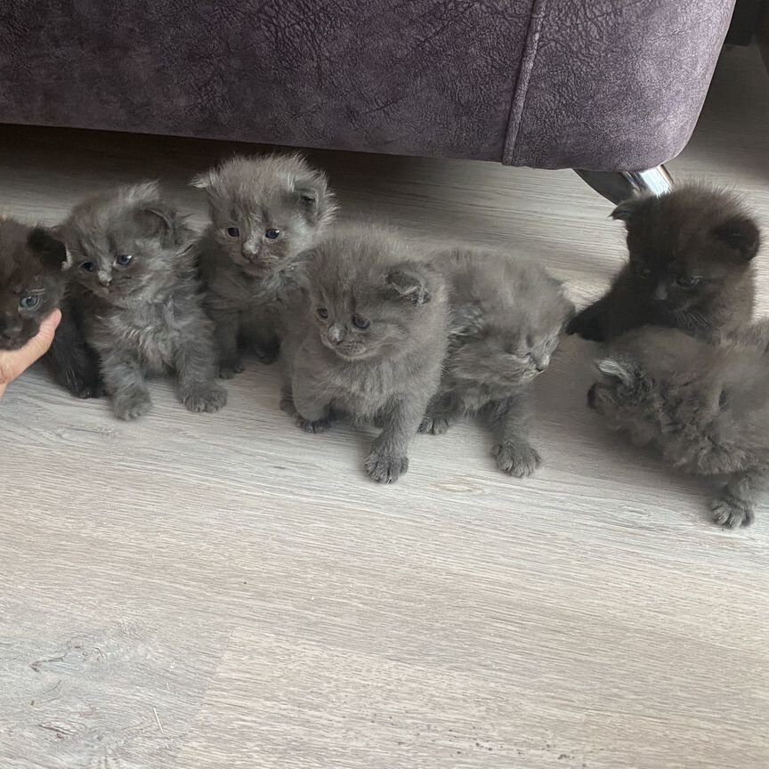 Котята породистые бесплатно