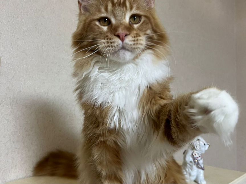 Котята Мейн-Кун
