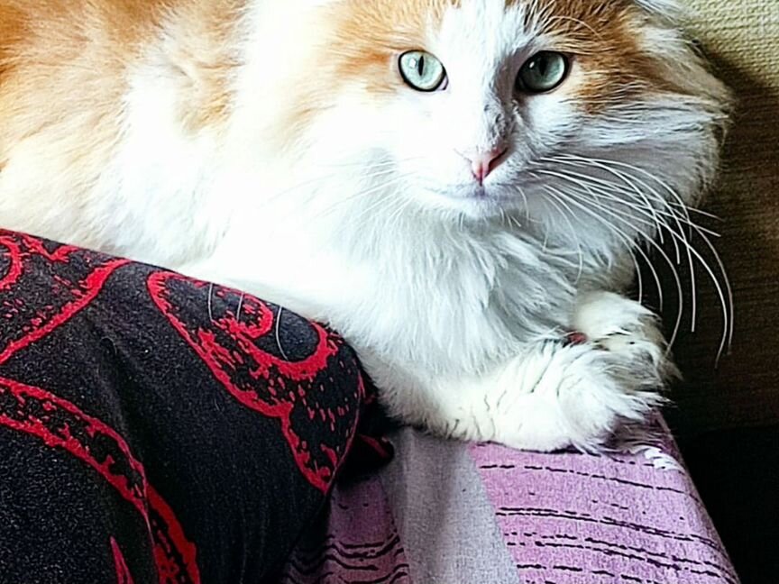 Котик в добрые руки
