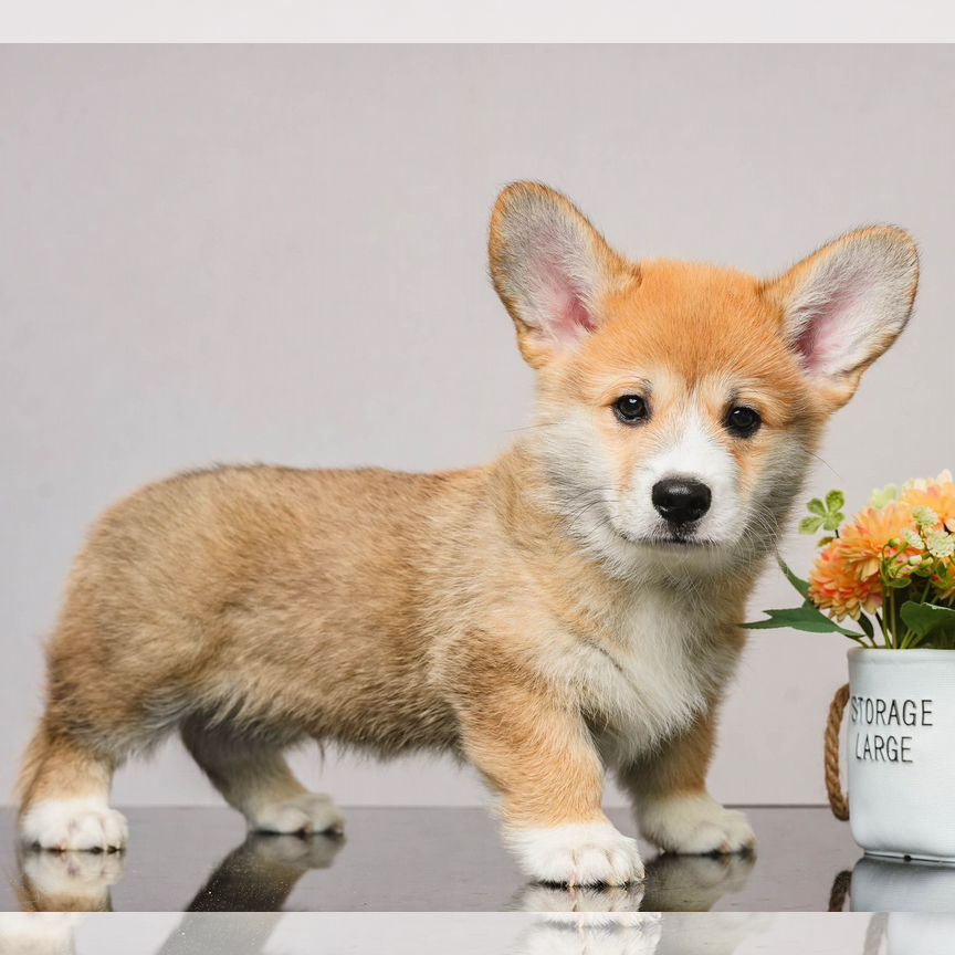 Вельш Корги Пемброк, щенок