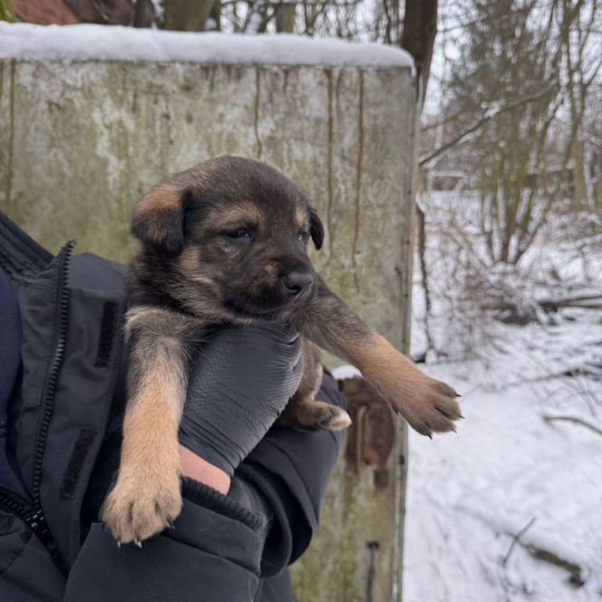 Щенки в Добрые Руки