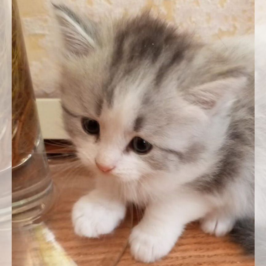 Сибирские котята метисы