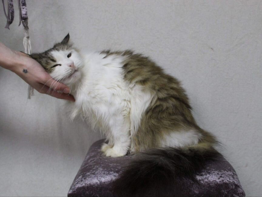 Соник в добрые руки