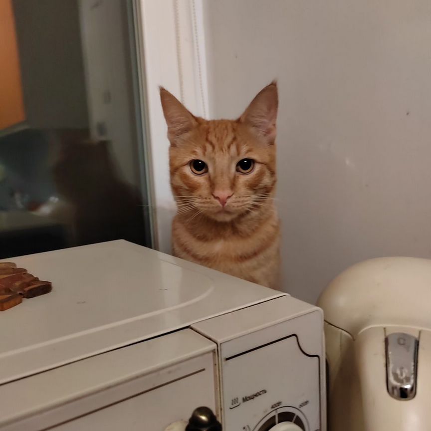 Коты в добрые руки