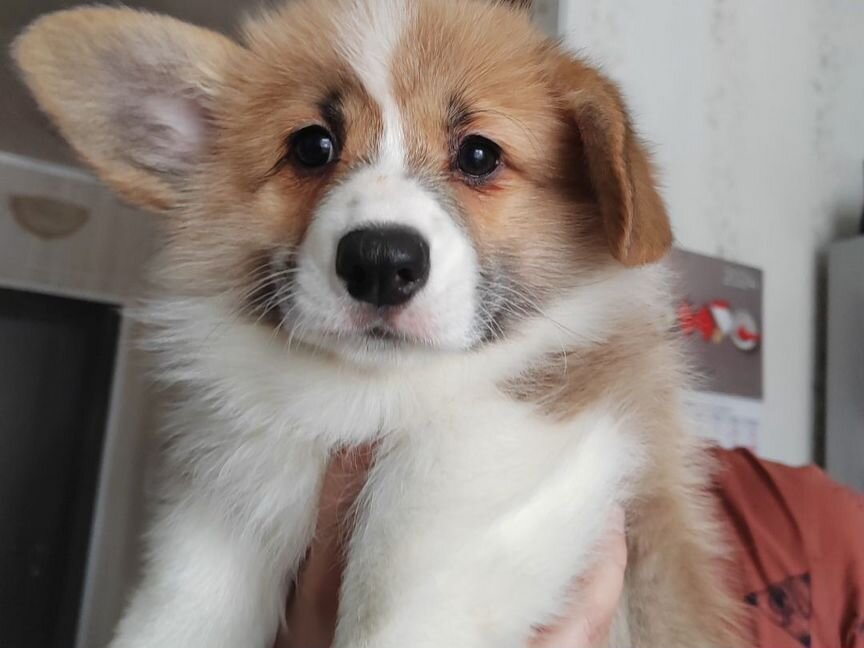 Вельш-корги пемброк девочка