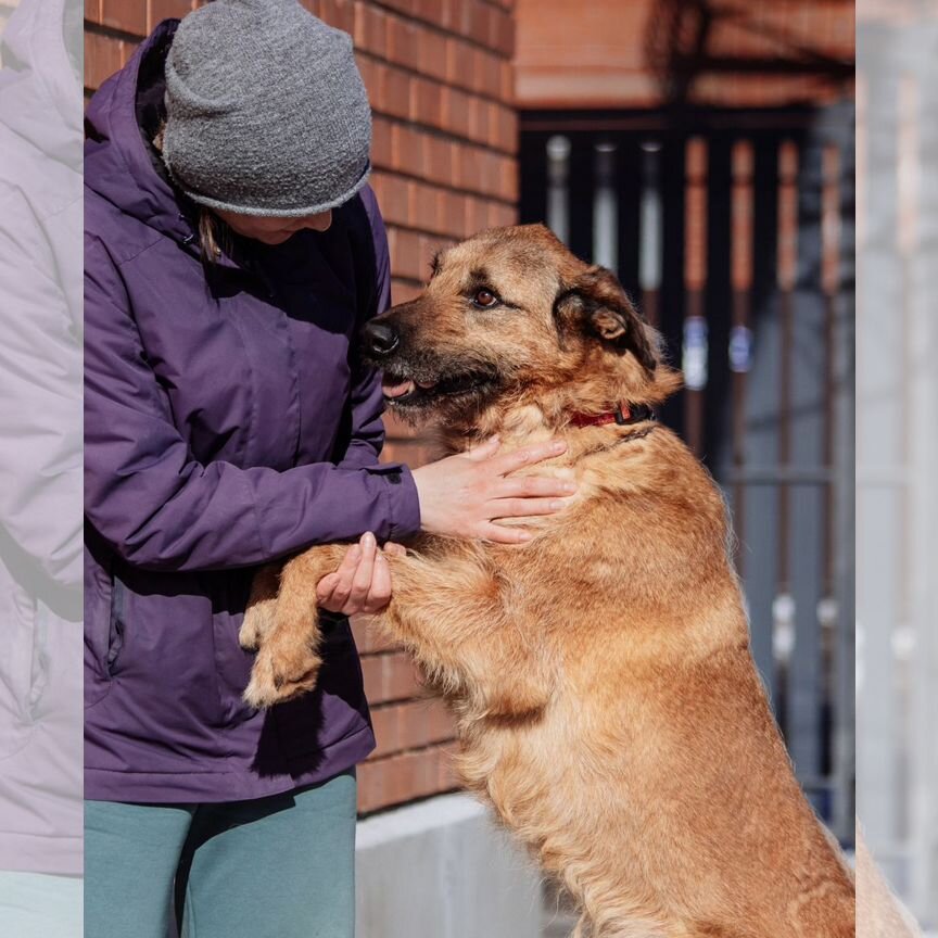 Взрослый пёс в добрые руки
