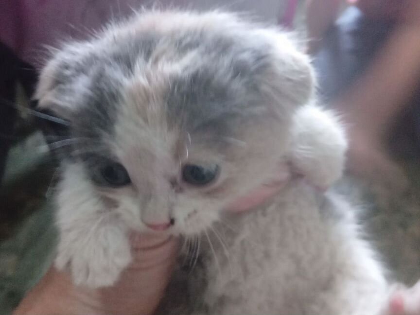 Отдам котят