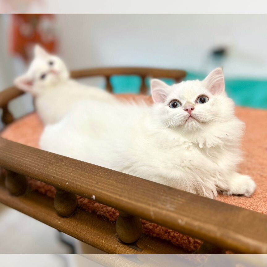 Кошечка