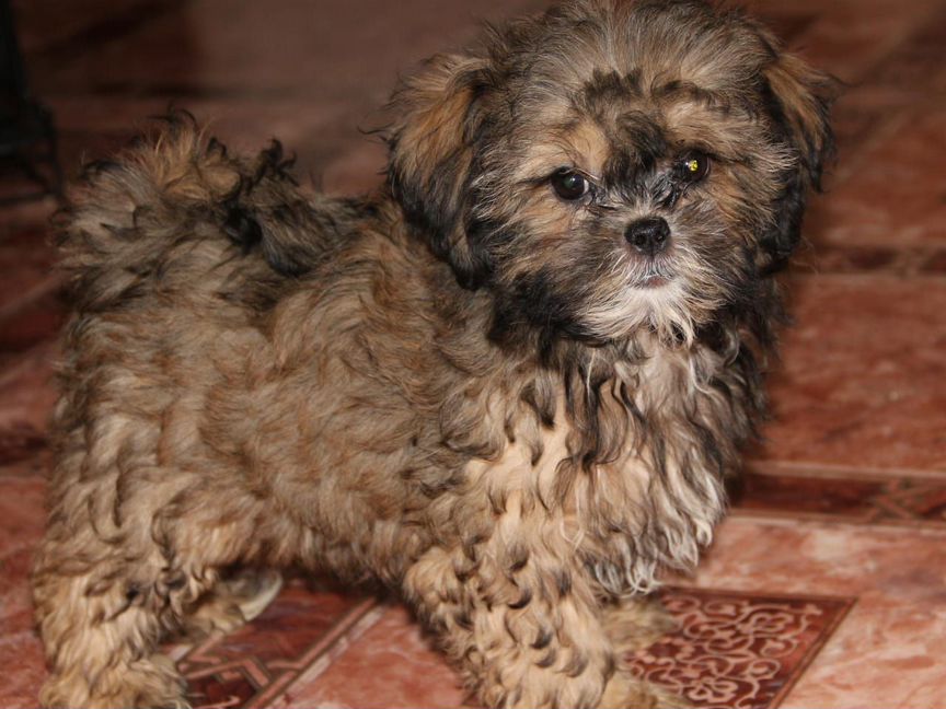 Красавцы шипу, Мальтипу