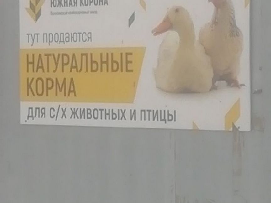 Корма для сельскохозяйственных животных