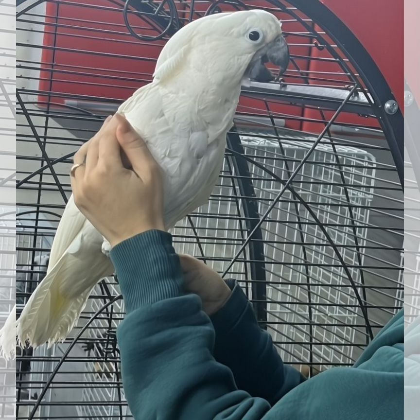 Какаду альба выкормыш ручной