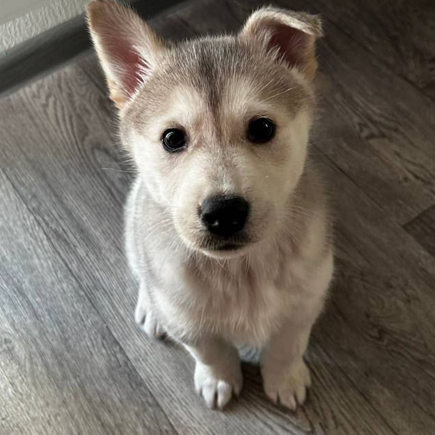 Сибирский хаски, щенок