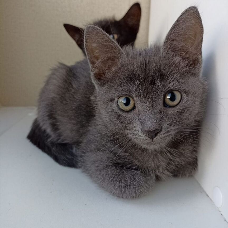 Кошечки 2 месяца голубые и черненькие