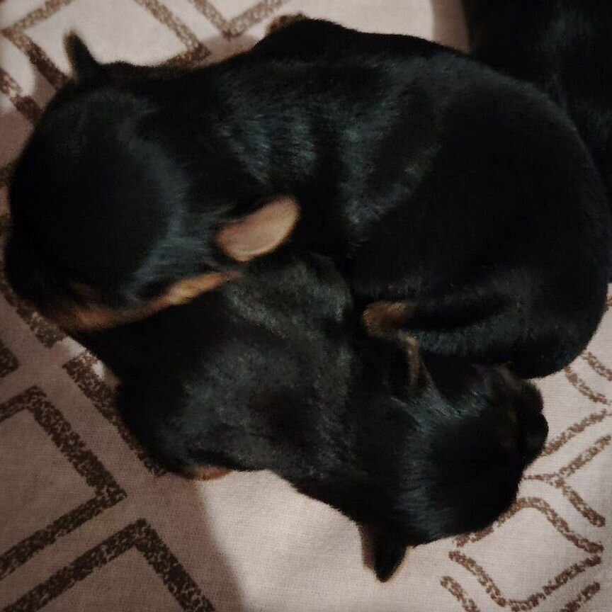 Йоркширский терьер щенки