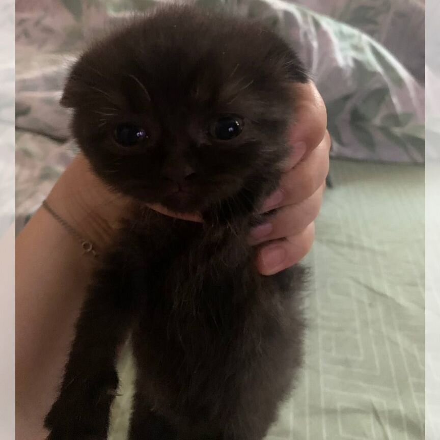 Шотландский вислоухий длинношёрстный котёнок