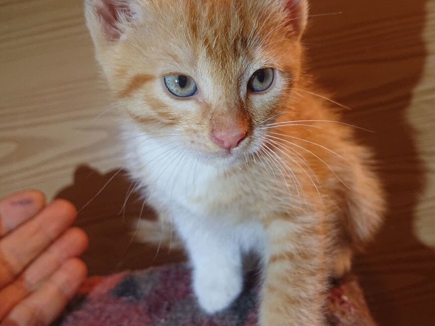 Котёнок. Котёночек