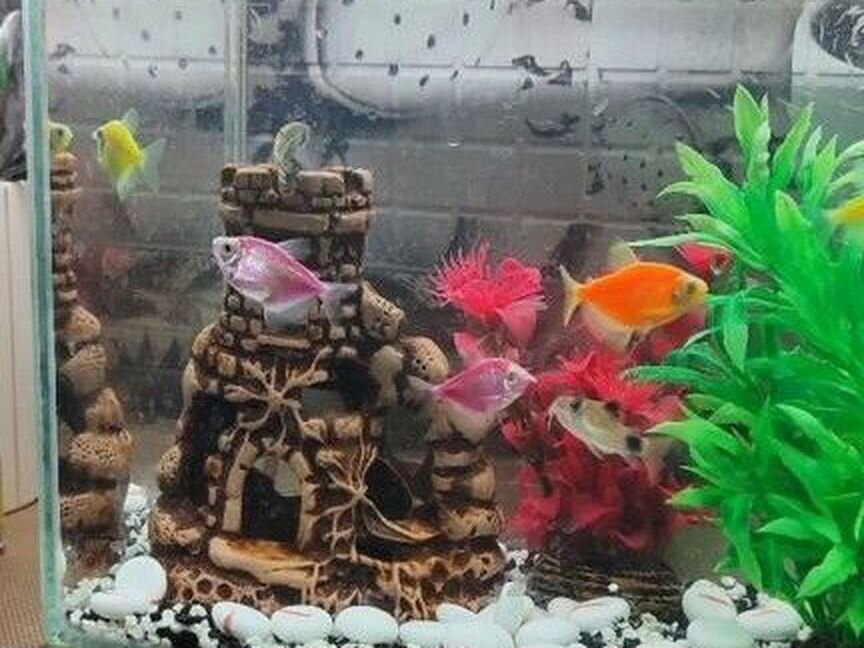 Аквариум на 11 литров с рыбками