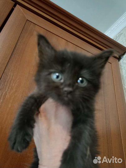 Котëнок пуговка 1,5 мес