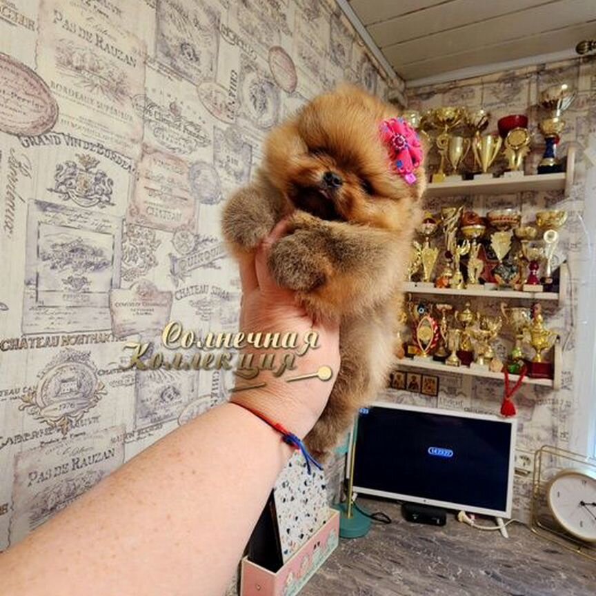 100 % Мини померанский шпиц кукольная девочка