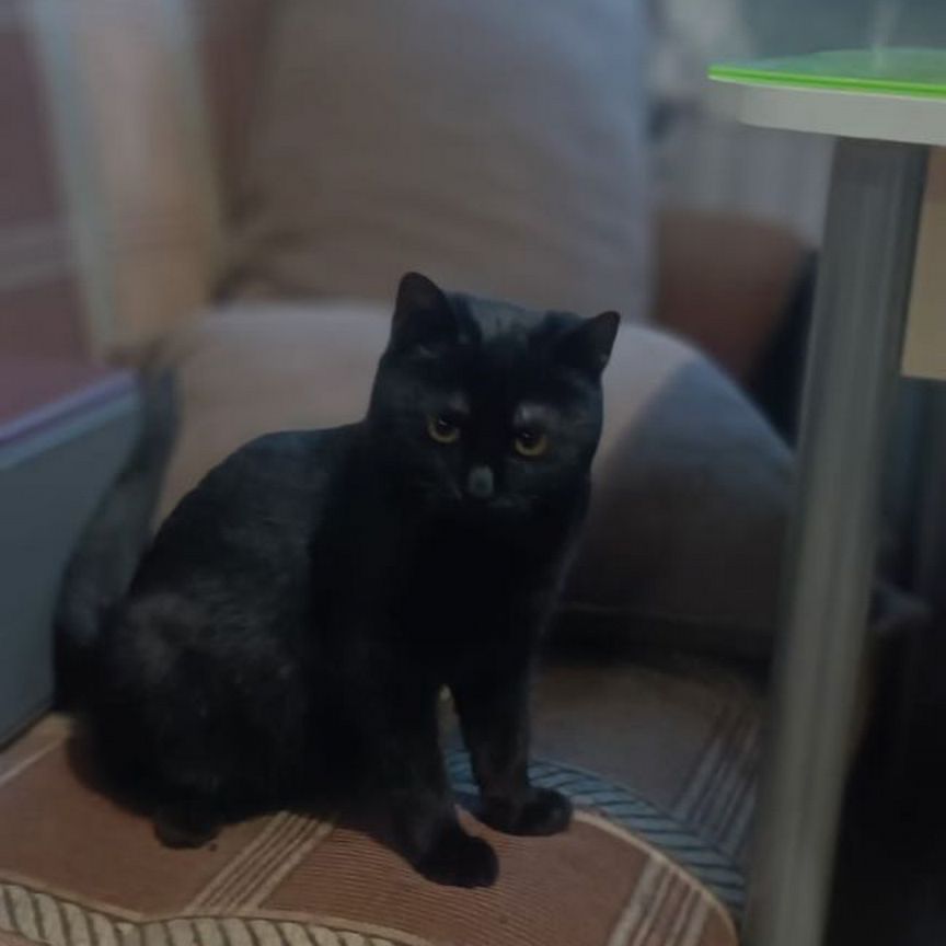 Черныш ищет дом