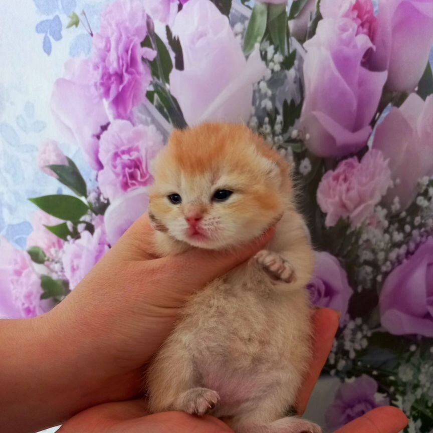 Котята золотая шиншилла