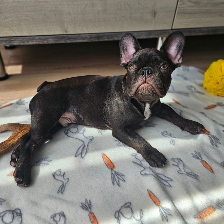 Французский бульдог