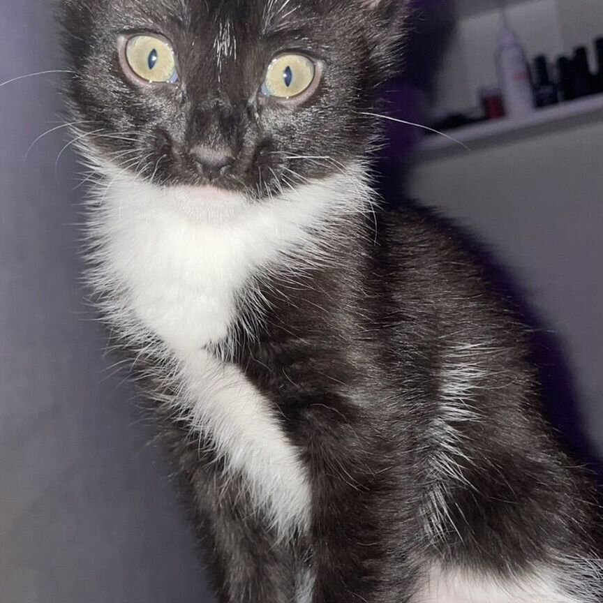 Котёнок в добрые руки