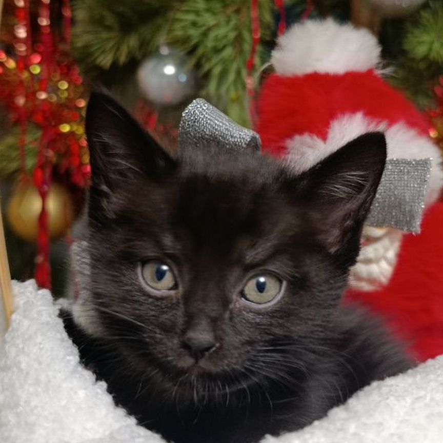 Котёнок в добрые руки