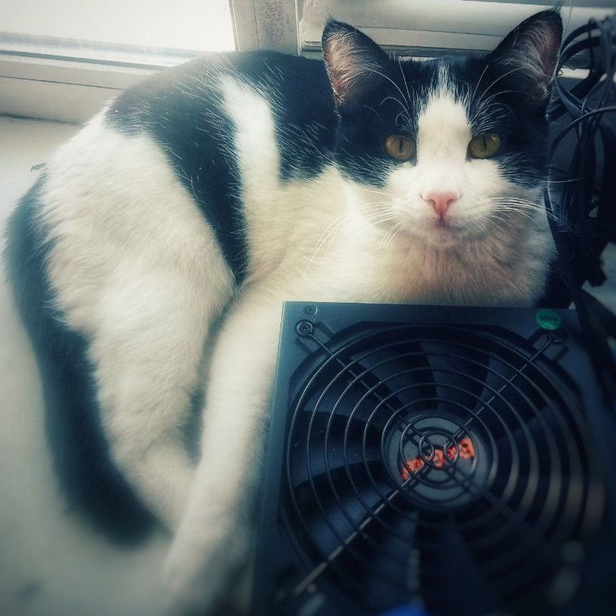 В добрые руки