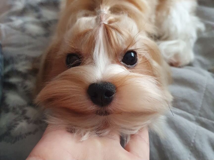 Щенок цветного йорка