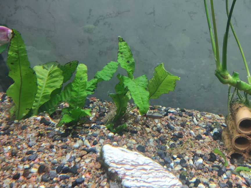 Отдам бесплатно