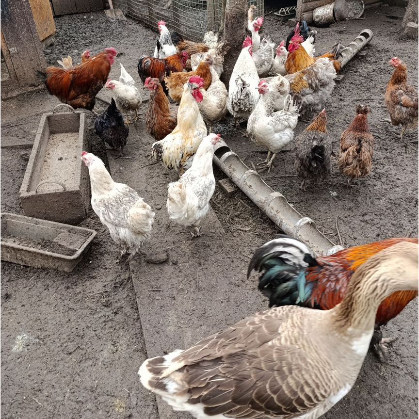 Инкубационное яйцо кур смешанных пород