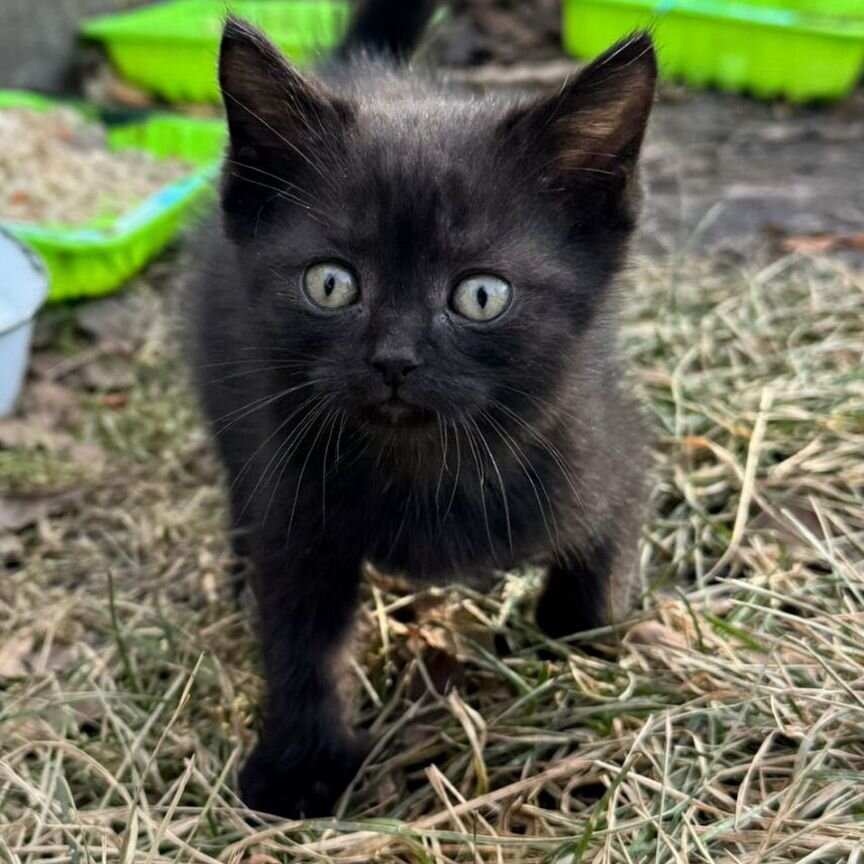 Котёнок в добрые руки